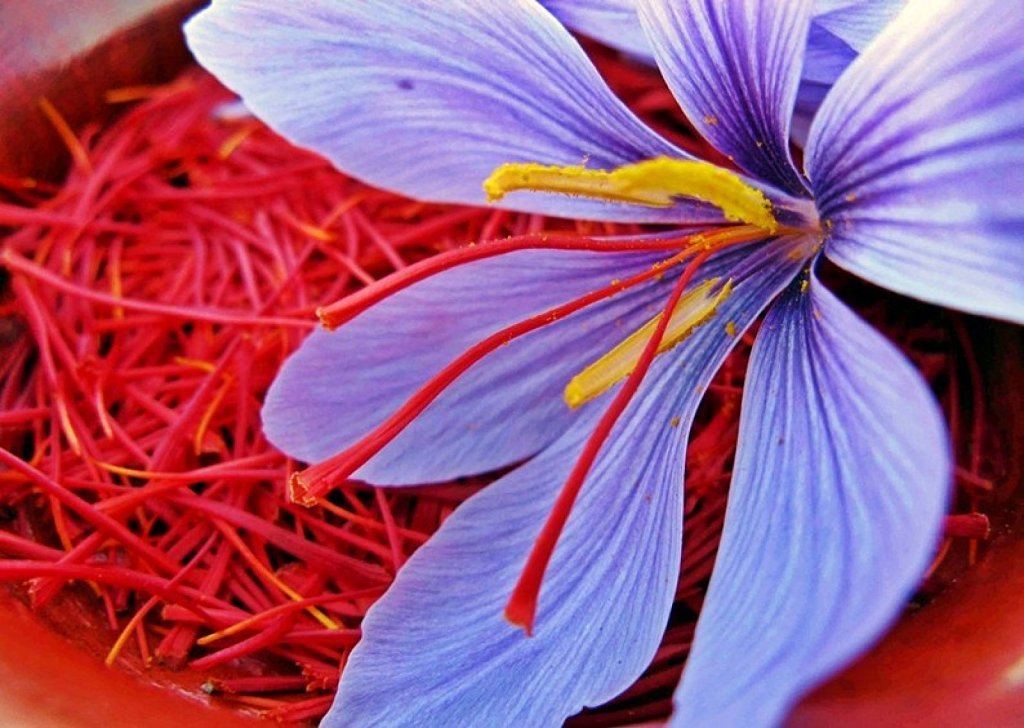 Azafrán, un cosmético natural antiedad - EsBelleza.Com